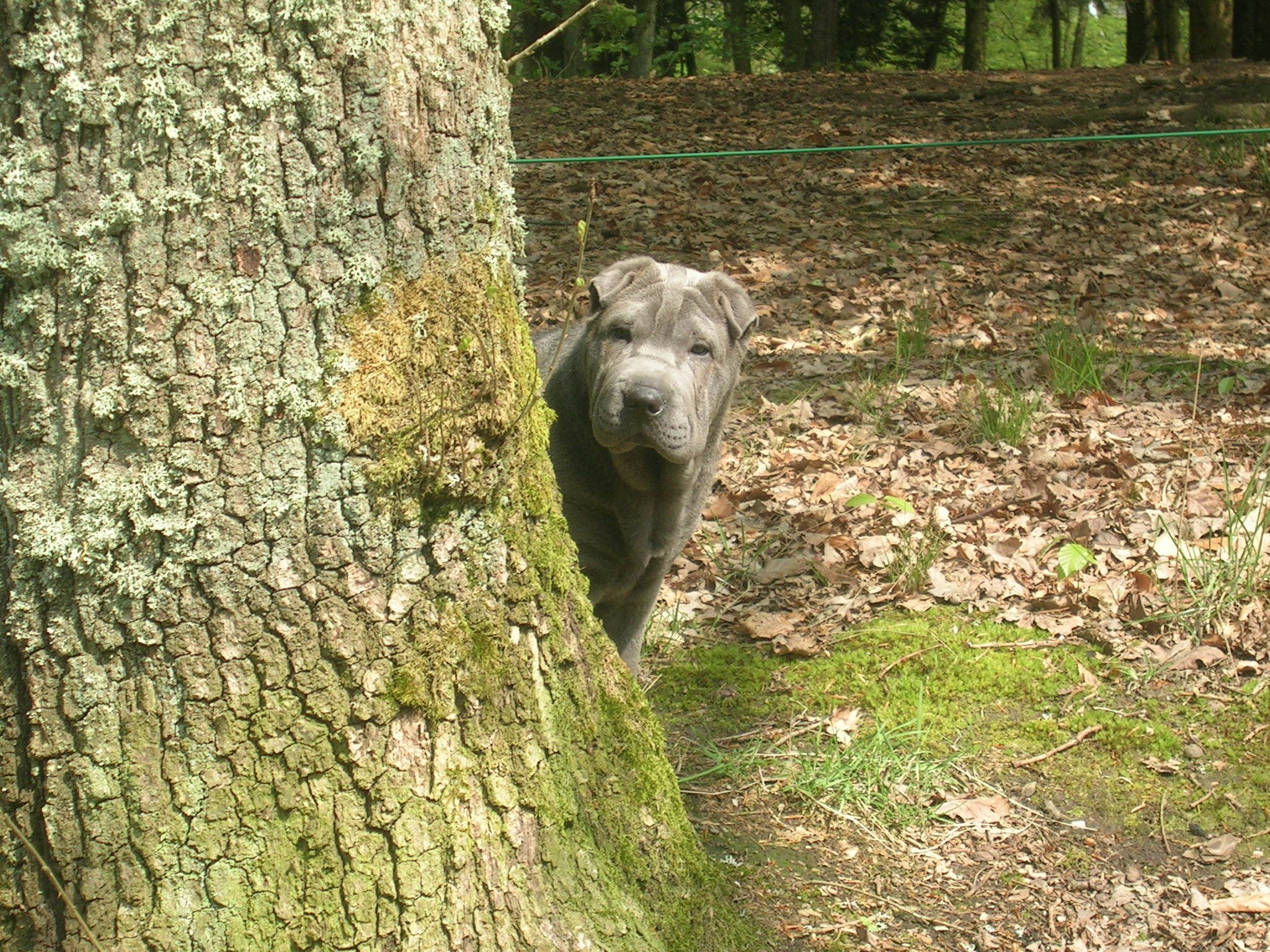 promenade dans les bois